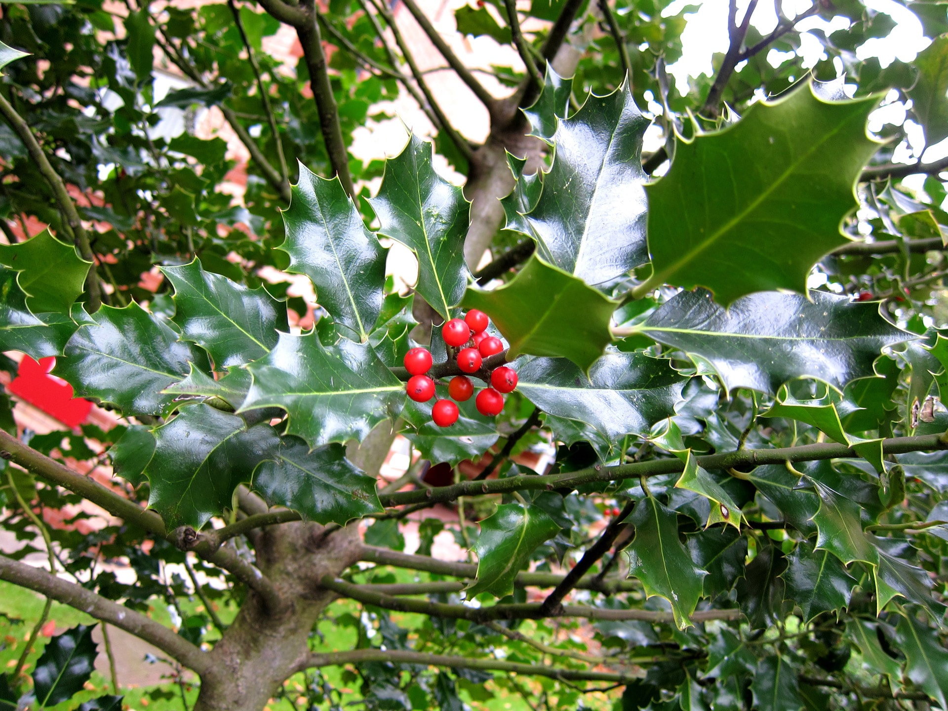 O Azevinho: A Verdadeira Árvore do Natal - Plantar Uma Árvore