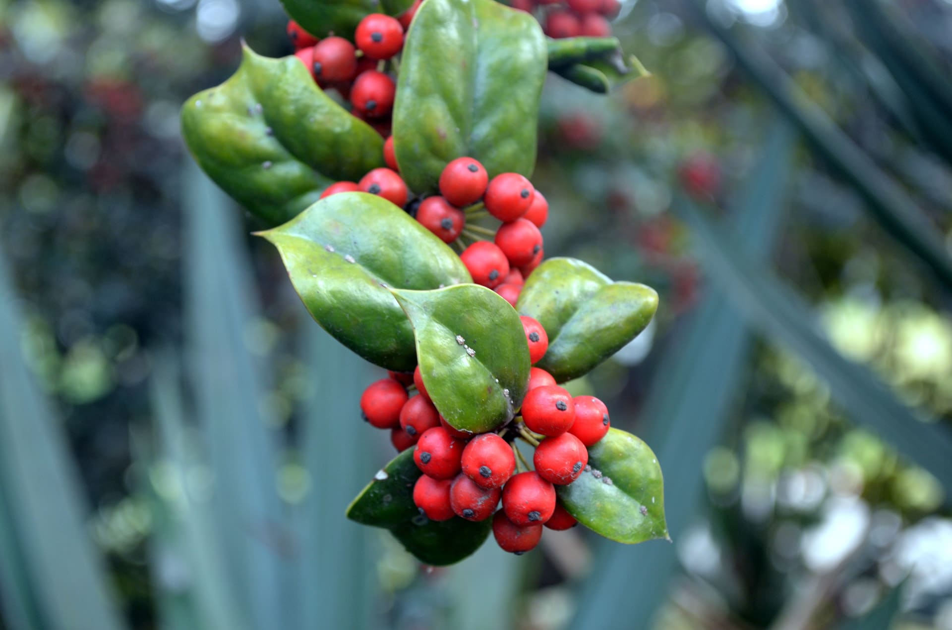 O Azevinho: A Verdadeira Árvore do Natal - Plantar Uma Árvore