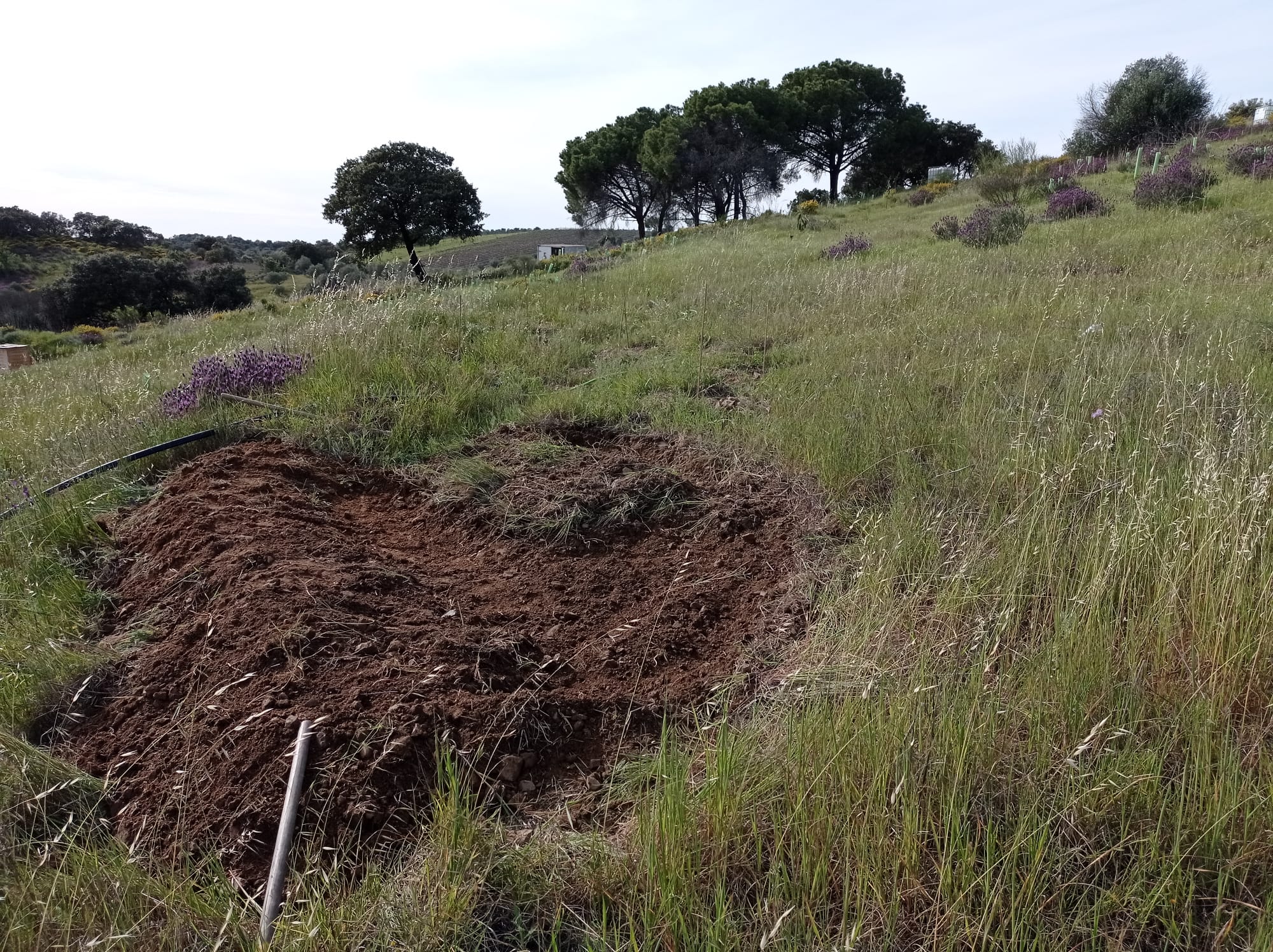 Engenharia natural: charcas - Plantar Uma Árvore
