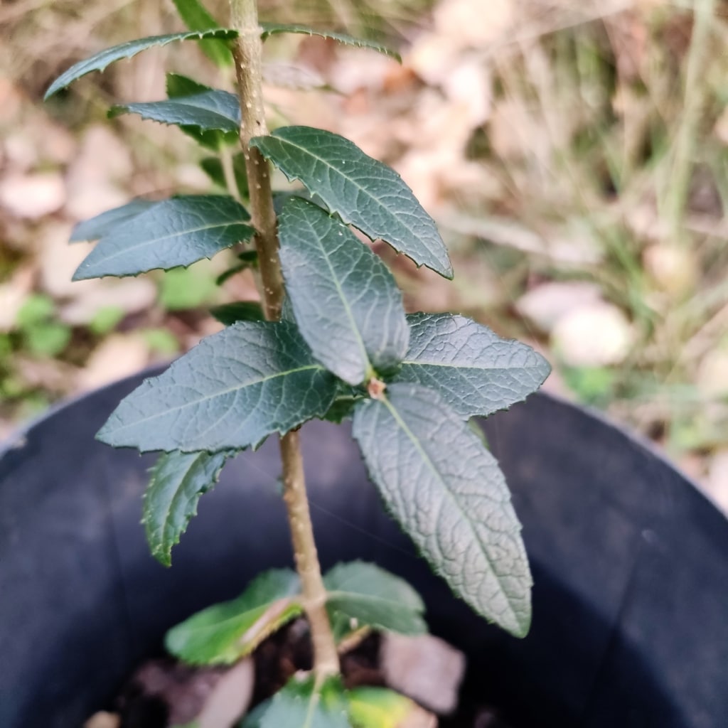 O Aderno - Plantar Uma Árvore