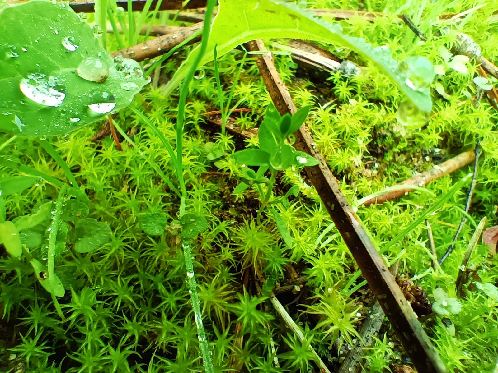 Musgos, Um Reino Ancestral - Plantar Uma Árvore