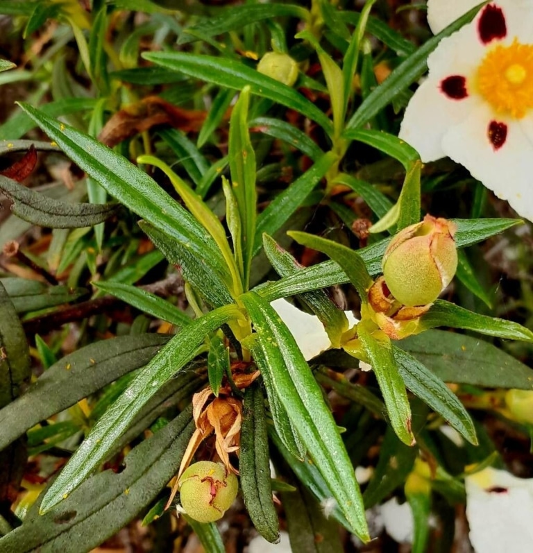 A Esteva - "Cistus ladanifer" - Plantar Uma Árvore