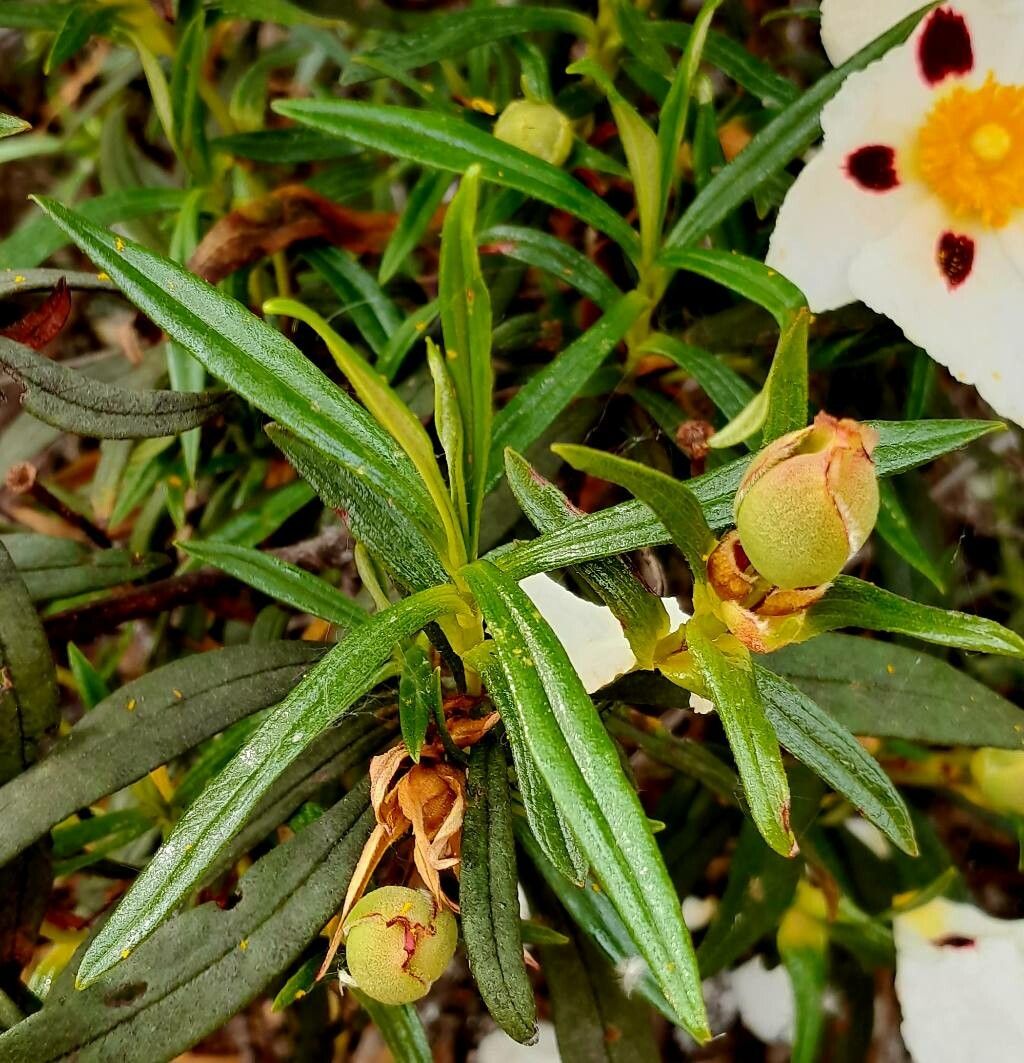 A Esteva - "Cistus ladanifer" - Plantar Uma Árvore