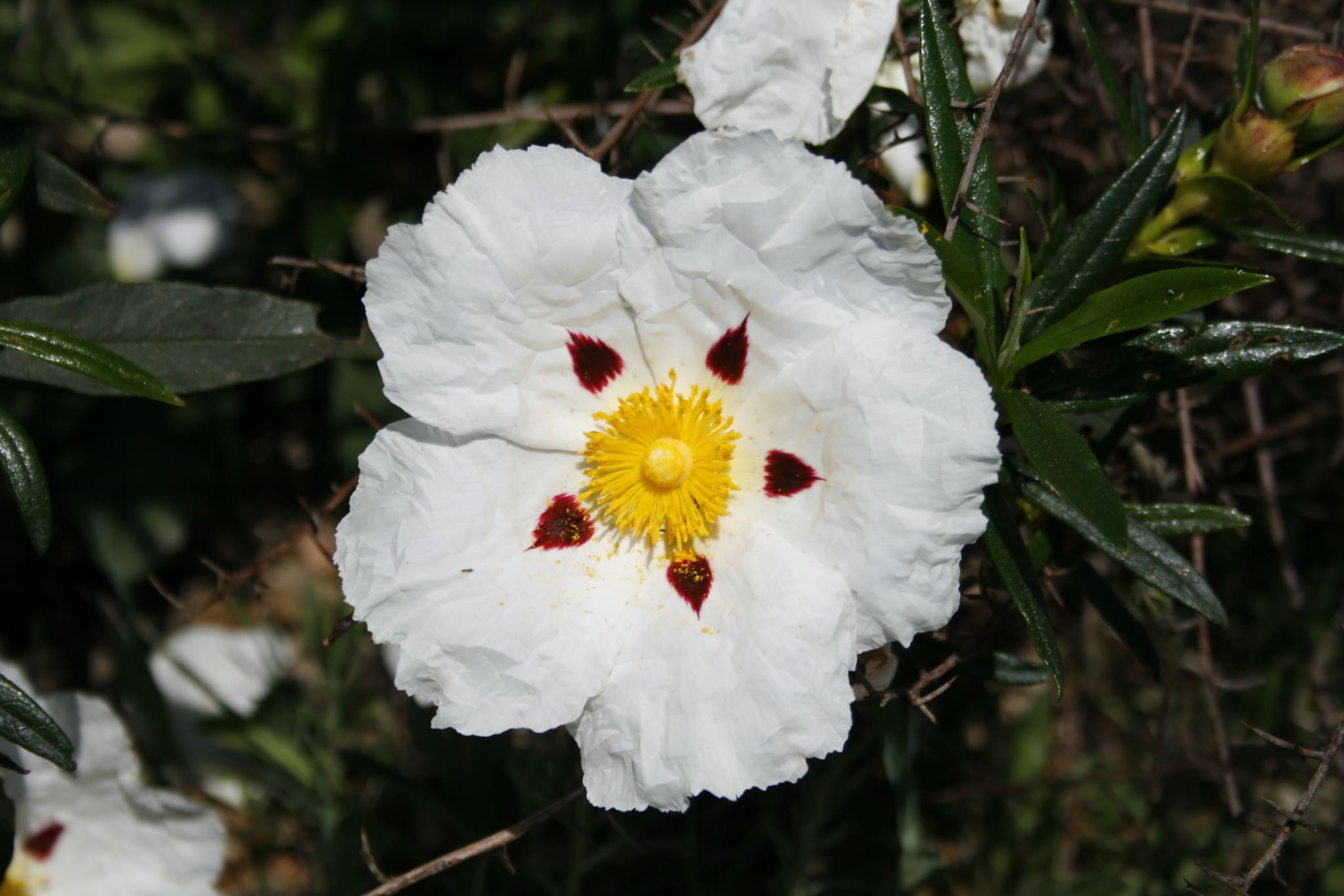 A Esteva - "Cistus ladanifer" - Plantar Uma Árvore
