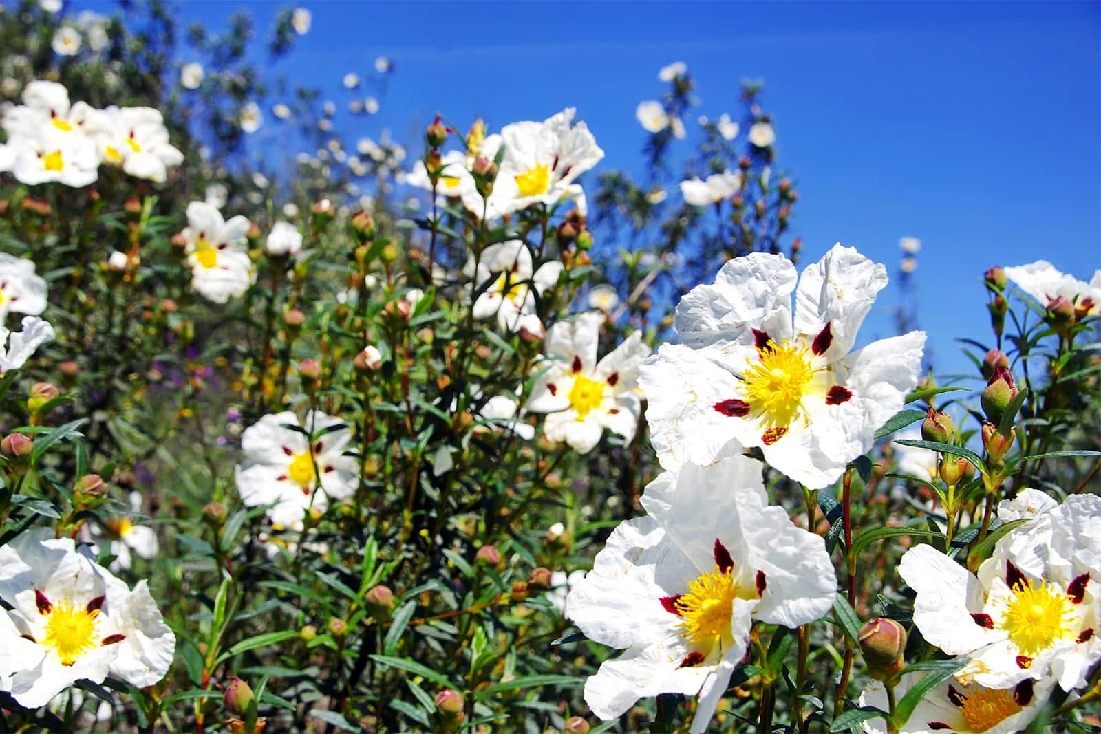 A Esteva - "Cistus ladanifer" - Plantar Uma Árvore