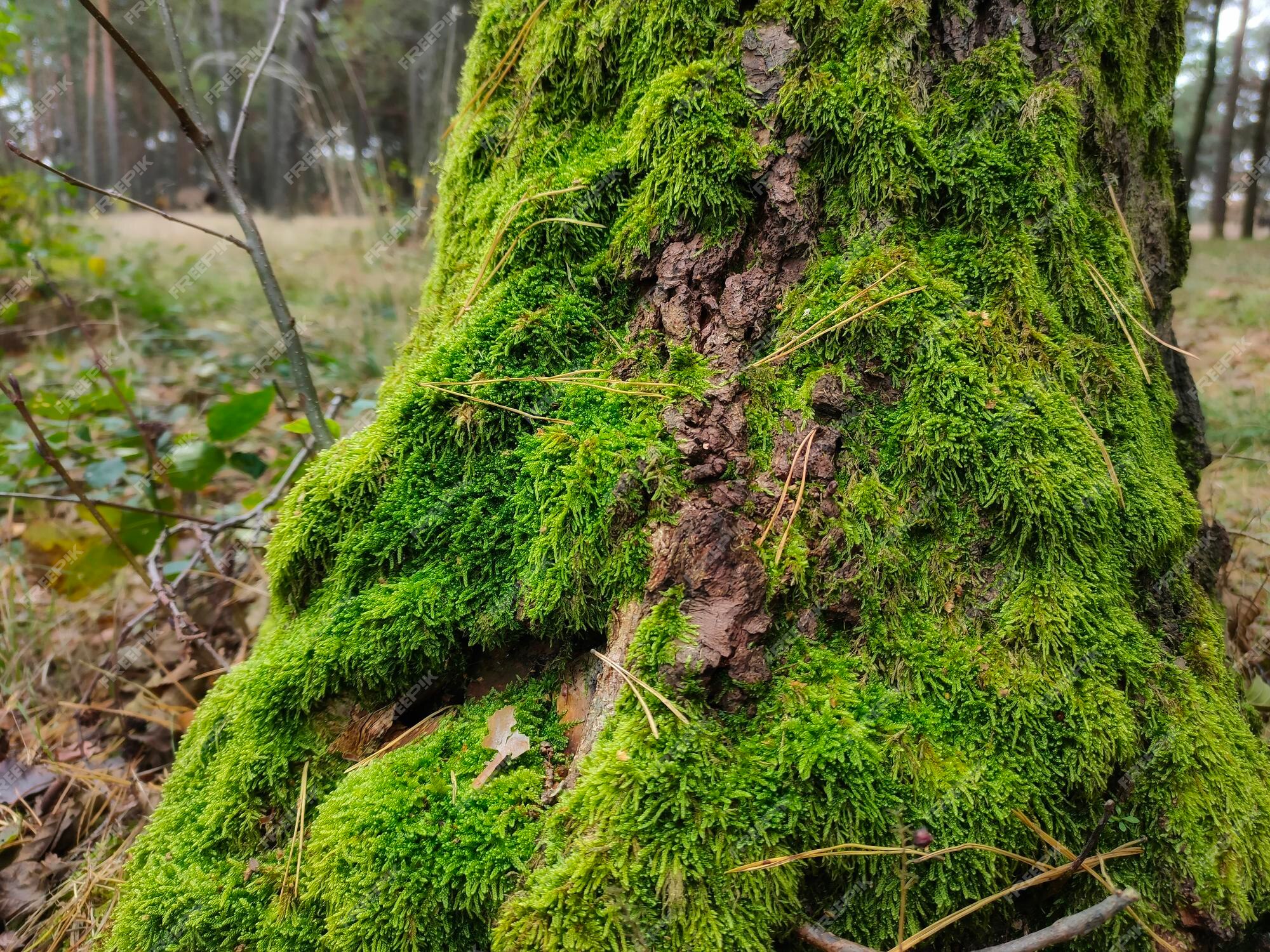 Musgos, Um Reino Ancestral - Plantar Uma Árvore