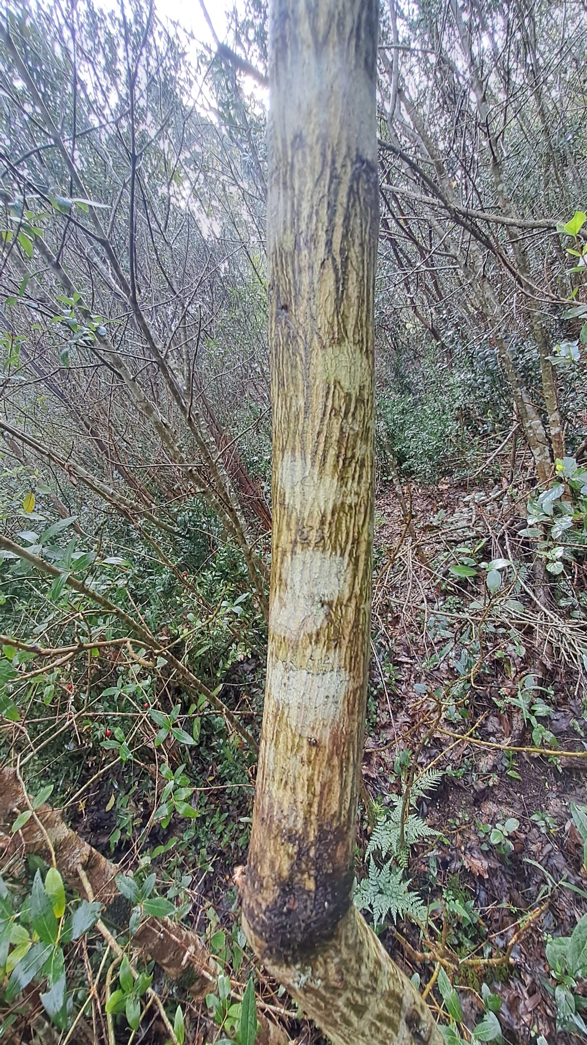 Giesta, a planta das vassouras - Plantar Uma Árvore