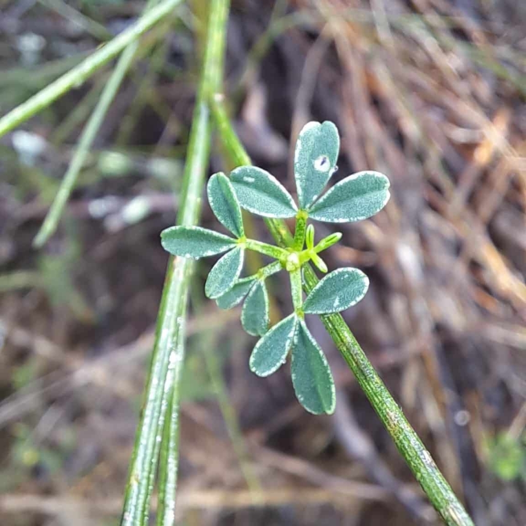 Giesta, a planta das vassouras - Plantar Uma Árvore